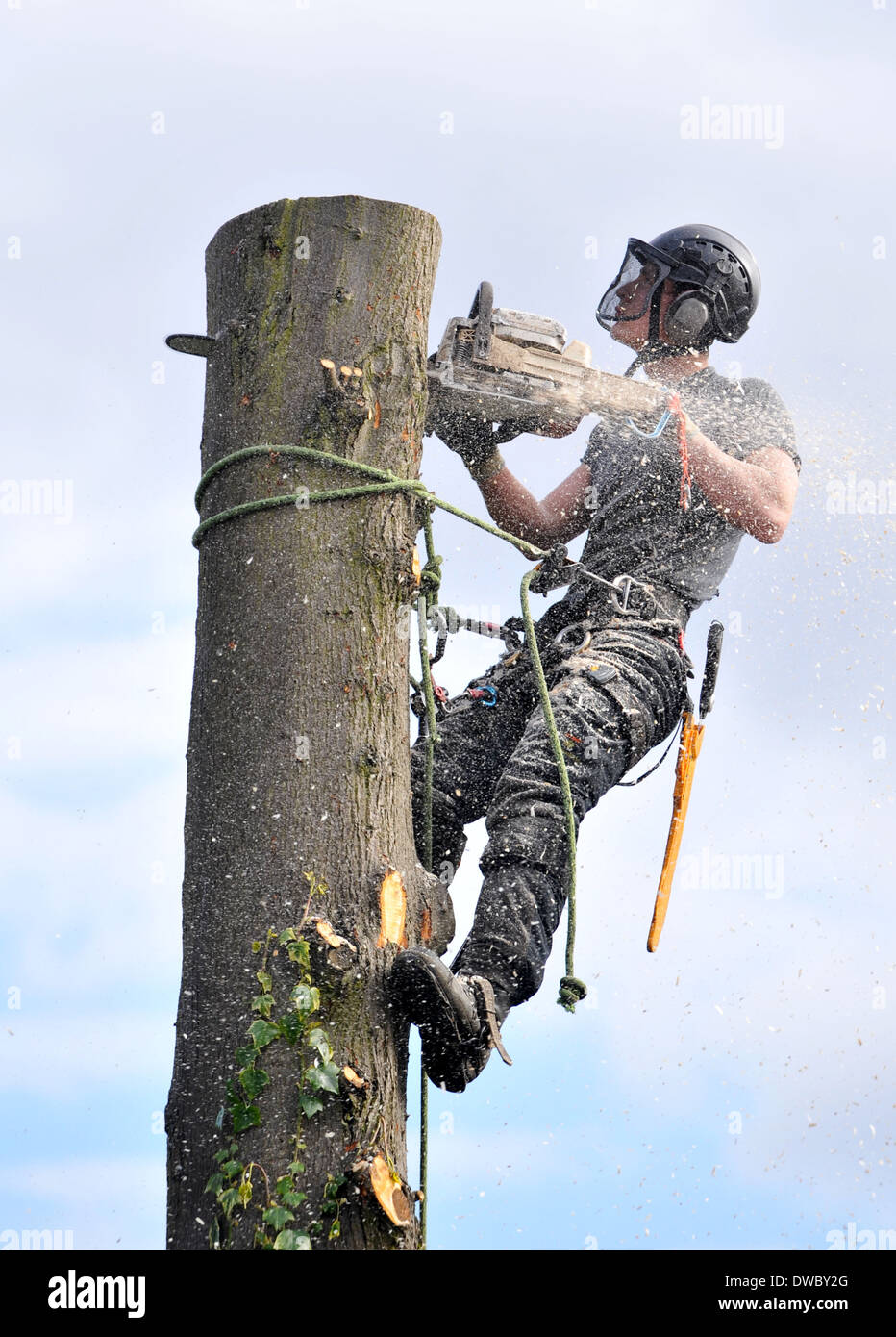 A tree surgeon at work reducing height of lime tree in London, UK Stock ...