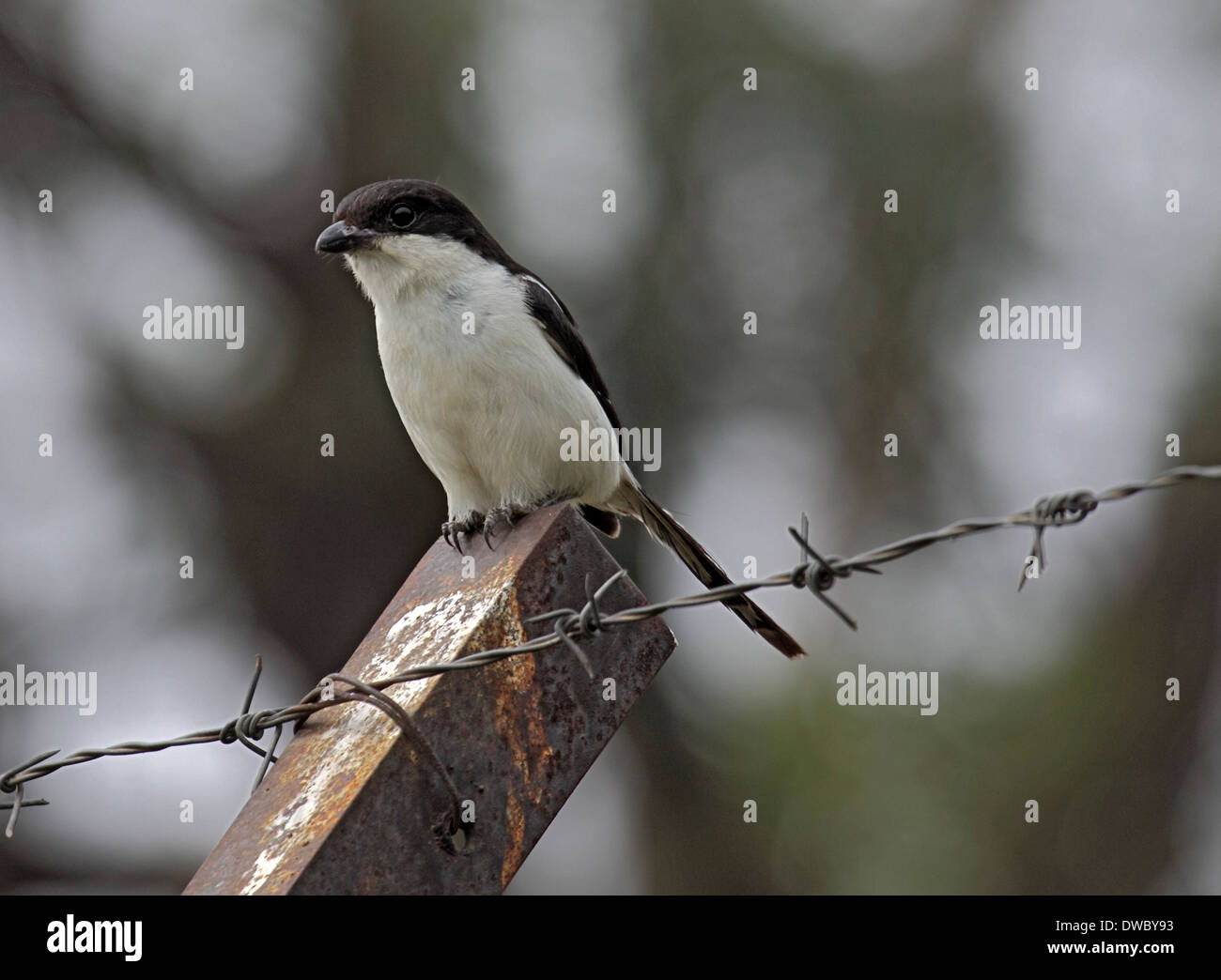 Common fiscal shrike in Uganda Stock Photo - Alamy