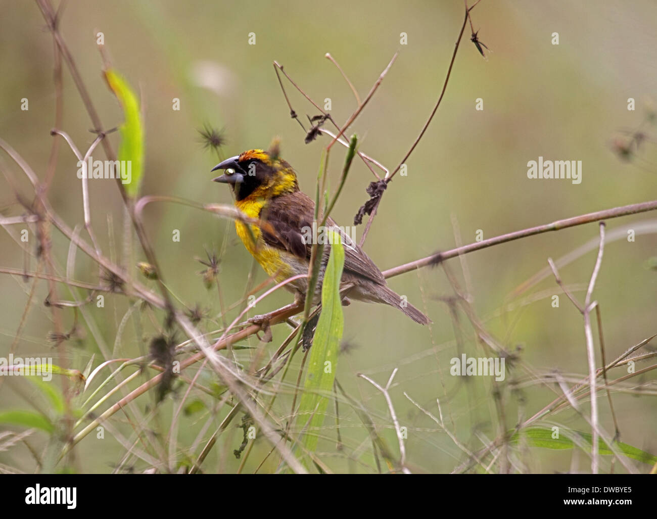 Compact weaver hi-res stock photography and images - Alamy