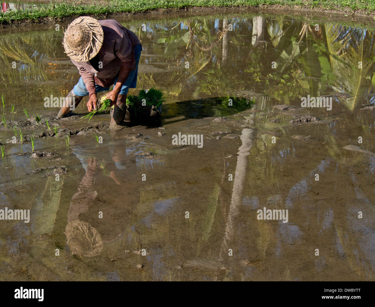 Rice farmer planting new crop in the highlands in Bali, Indonesia Stock ...