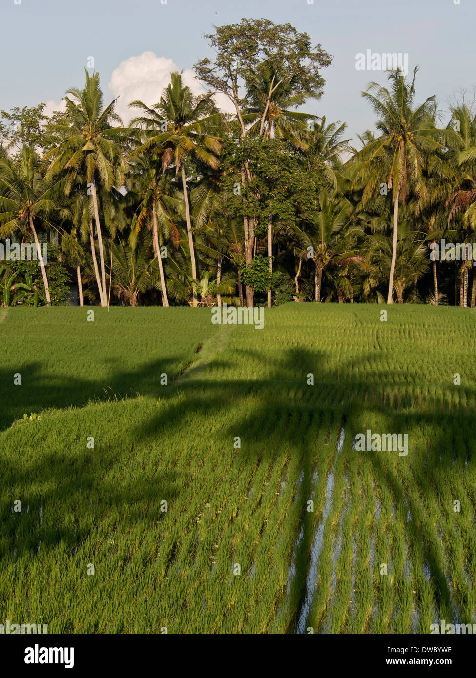 Rice paddy fields in the highlands in Bali, Indonesia Stock Photo - Alamy