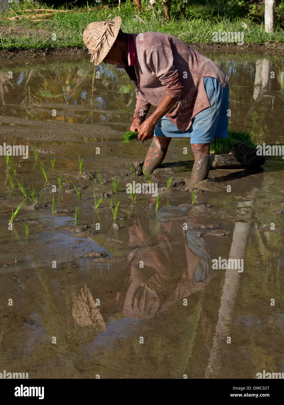 Rice farmer planting new crop in the highlands in Bali, Indonesia Stock ...