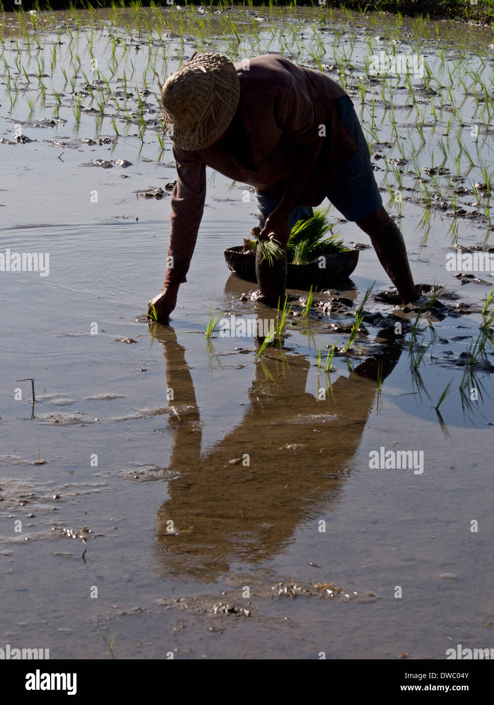 Rice farmer planting new crop in the highlands in Bali, Indonesia Stock ...