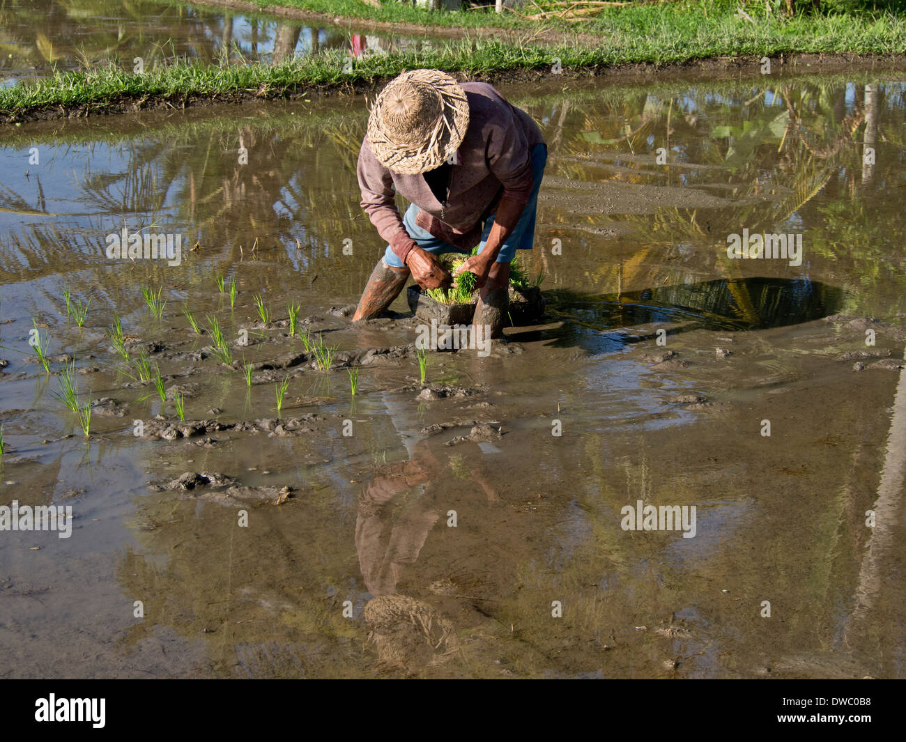 Rice farmer planting new crop in the highlands in Bali, Indonesia Stock ...