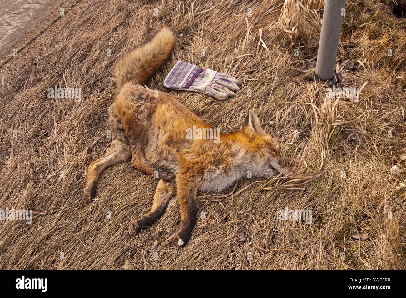 Germany, dead red fox (Vulpes vulpes) at raodside Stock Photo - Alamy