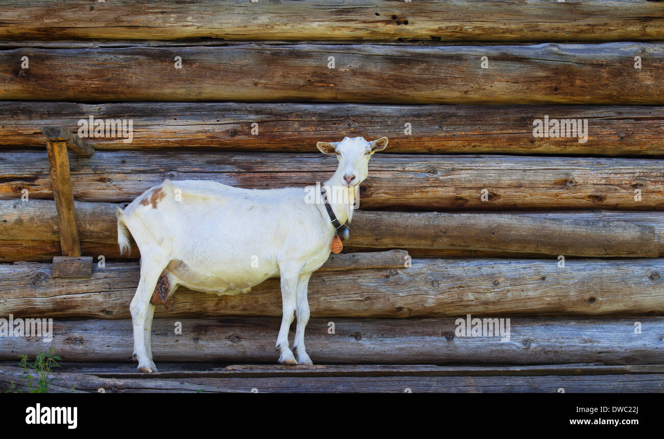 Switzerland, Bernese Oberland, Goat in front of farmhouse Stock Photo ...
