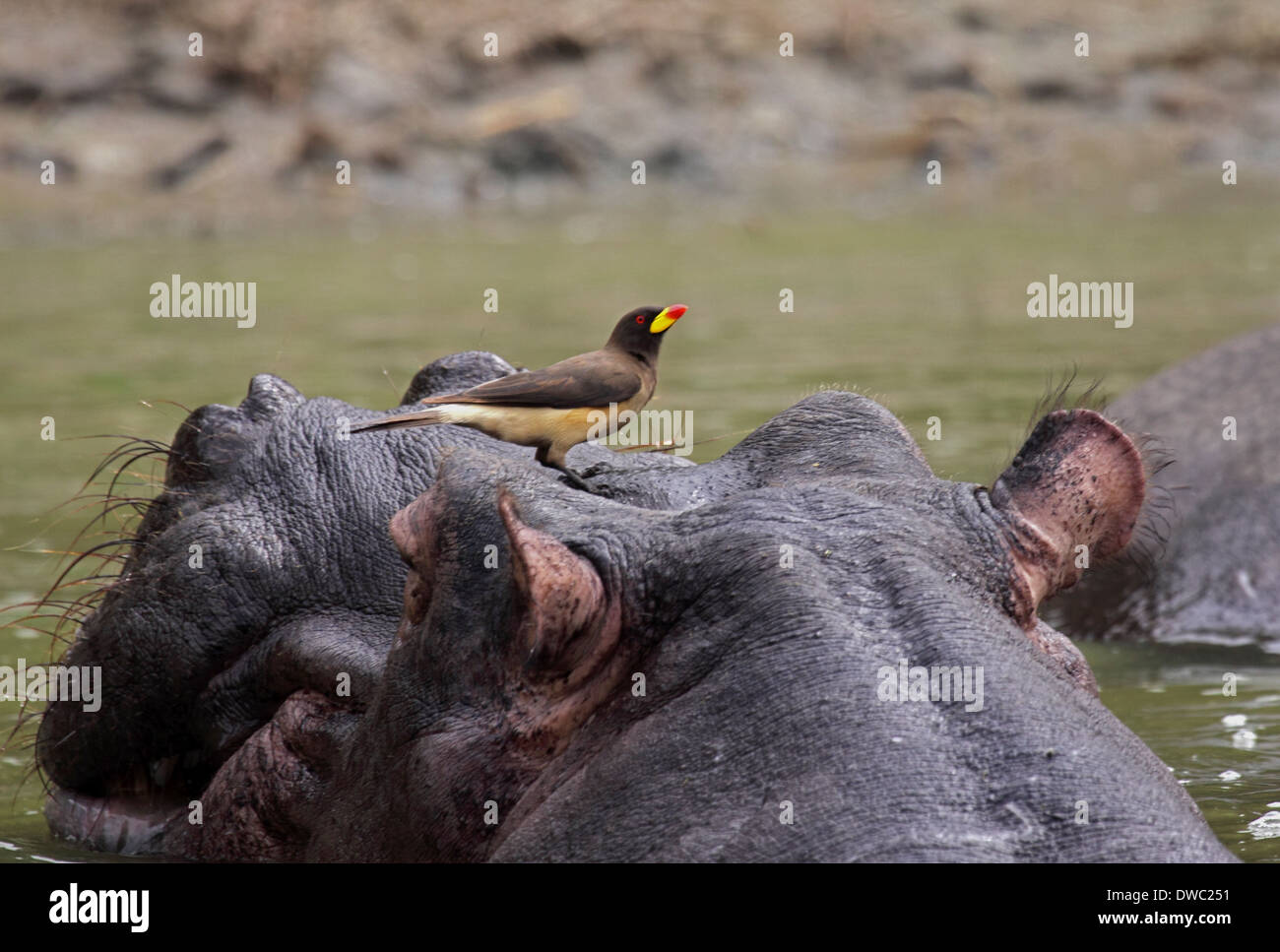 Yellow-billed oxpecker perched on head of Hippopotamus Stock Photo - Alamy