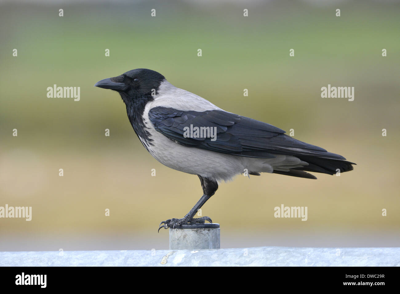 Hooded crow hi-res stock photography and images - Alamy Hooded crow hi-res stock photography and images - Alamy