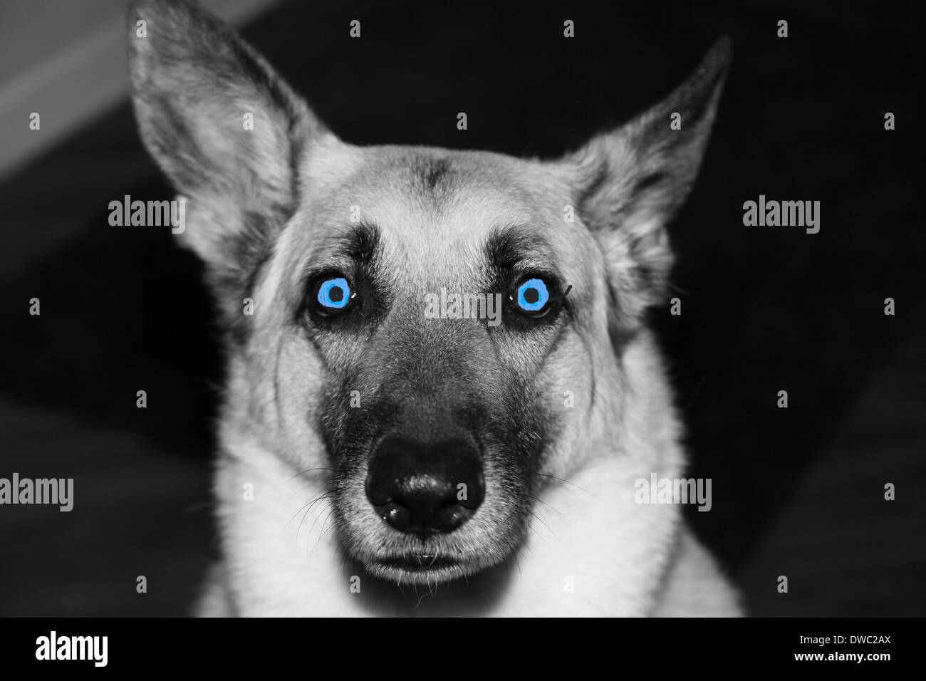 German sheperd dog hi-res stock photography and images - Alamy