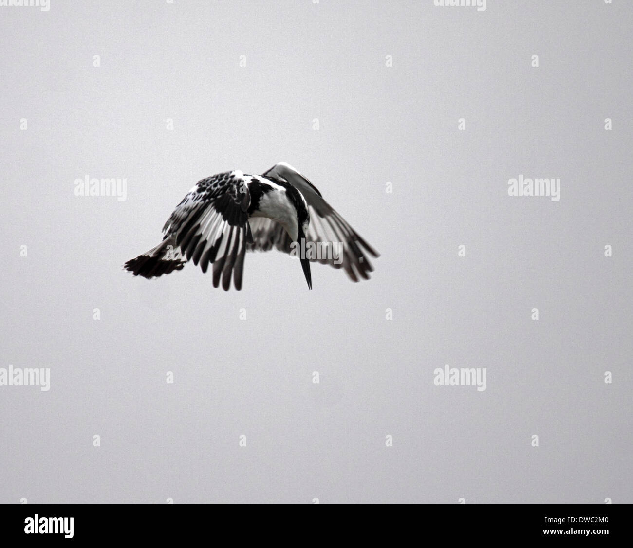 Kingfisher in air hi-res stock photography and images - Alamy