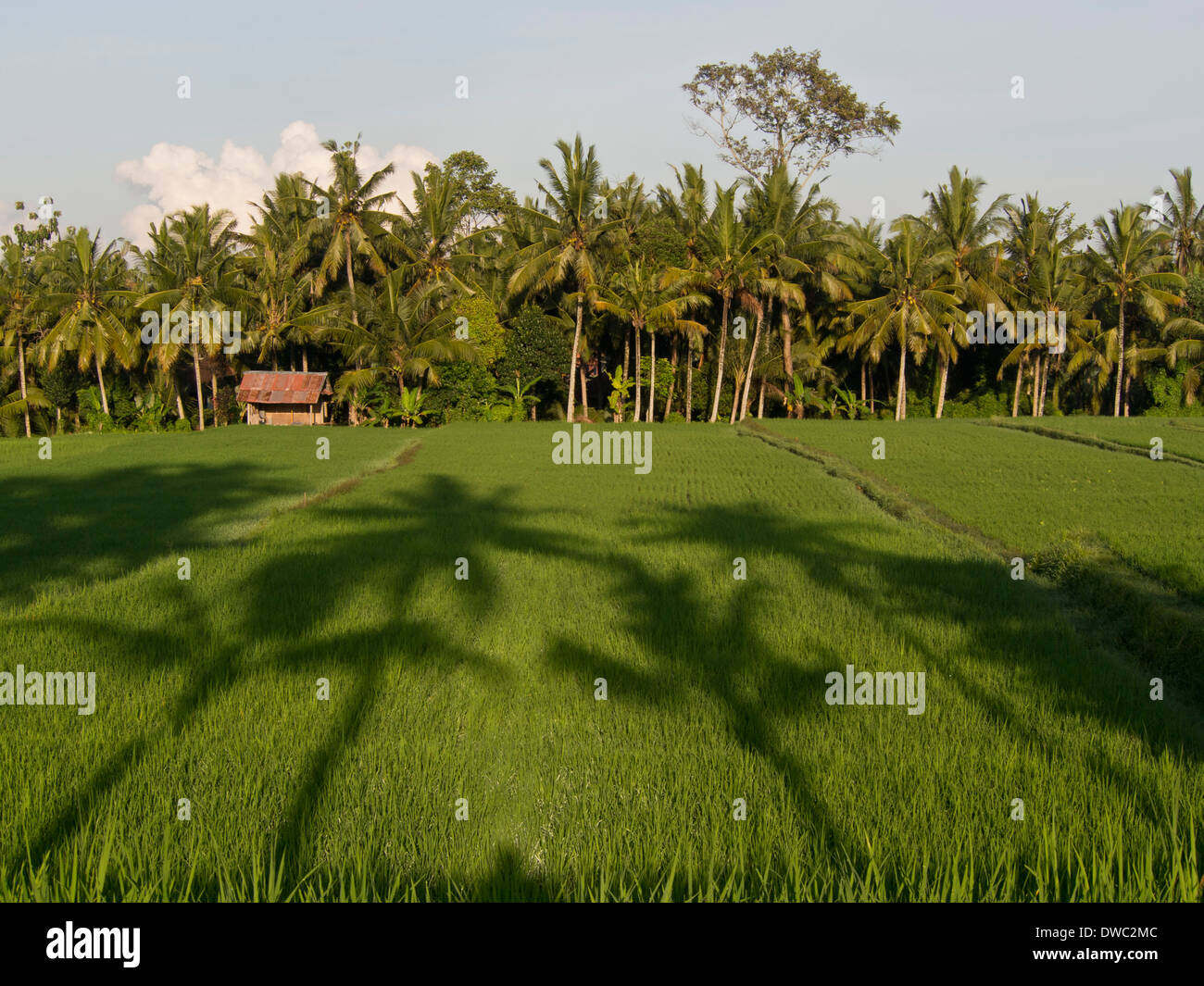 Rice paddy fields in the highlands in Bali, Indonesia Stock Photo - Alamy