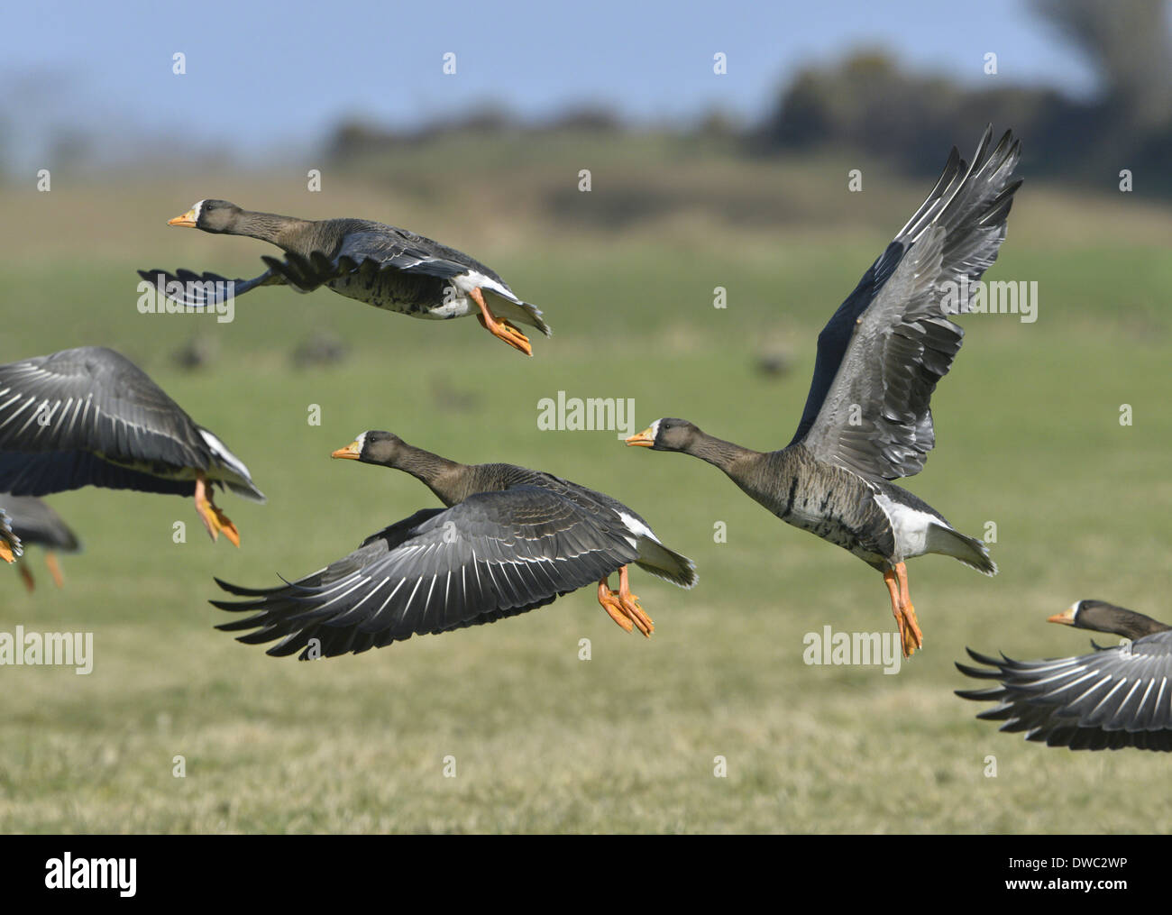 Flying white fronted goose hi-res stock photography and images - Alamy