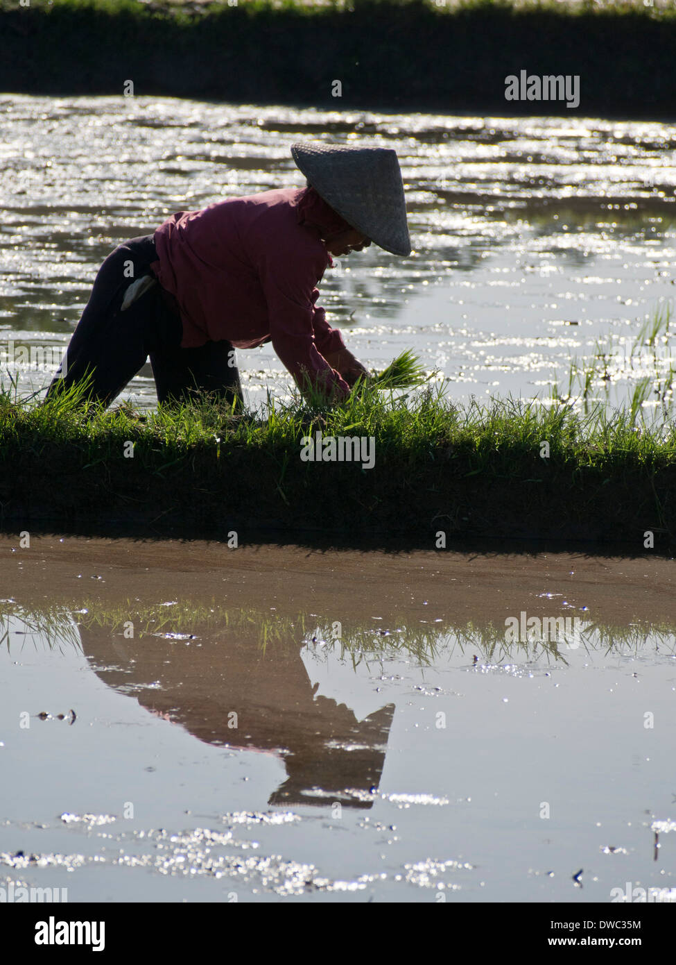 Rice farmer planting new crop in the highlands in Bali, Indonesia Stock ...