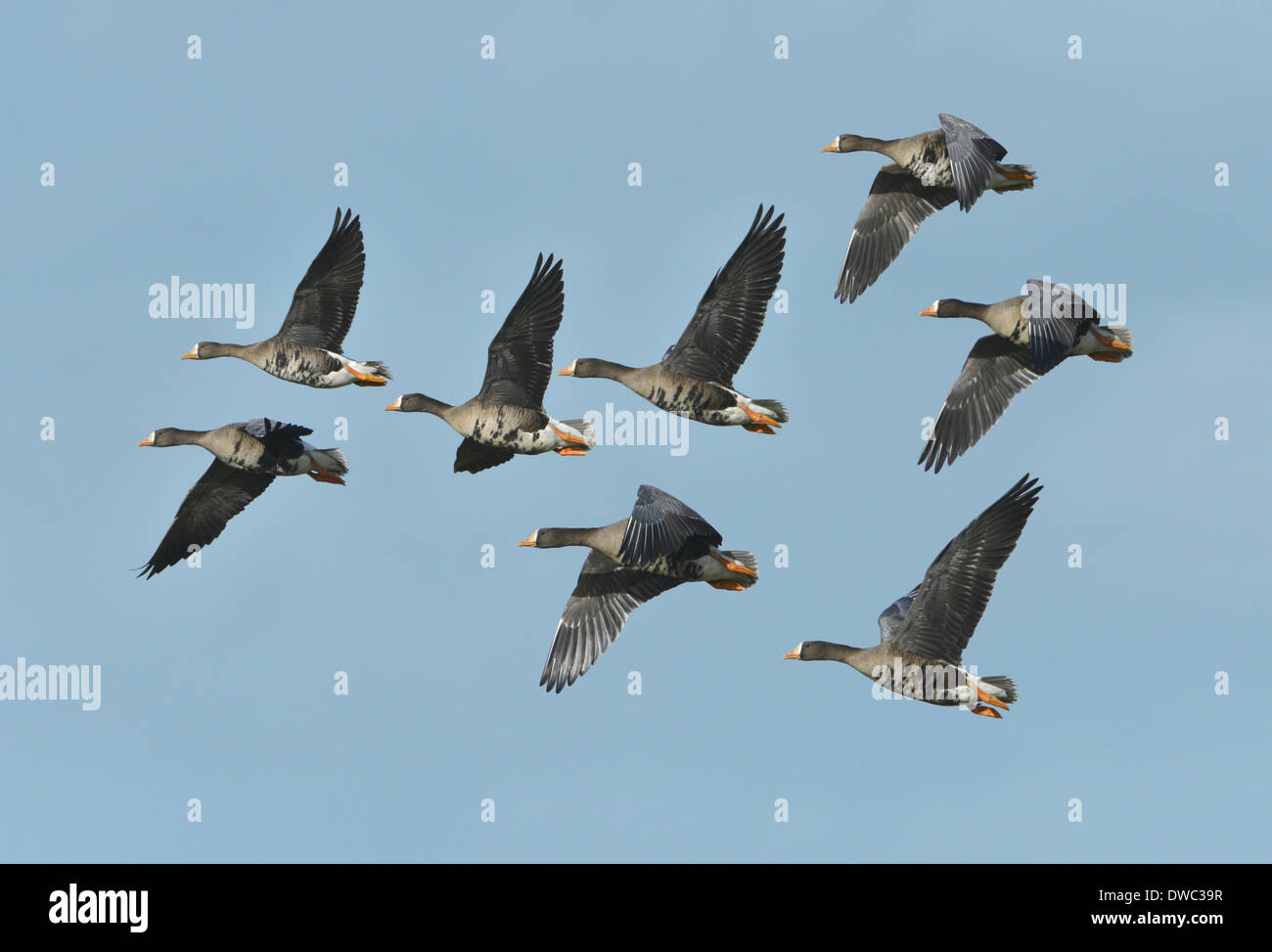 Flying white fronted goose hi-res stock photography and images - Alamy