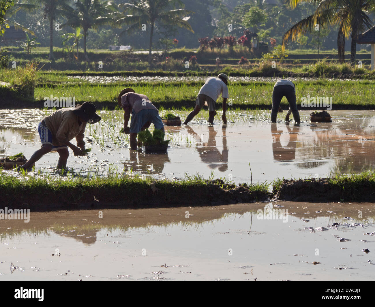 Rice farmers planting new crop in the highlands in Bali, Indonesia ...
