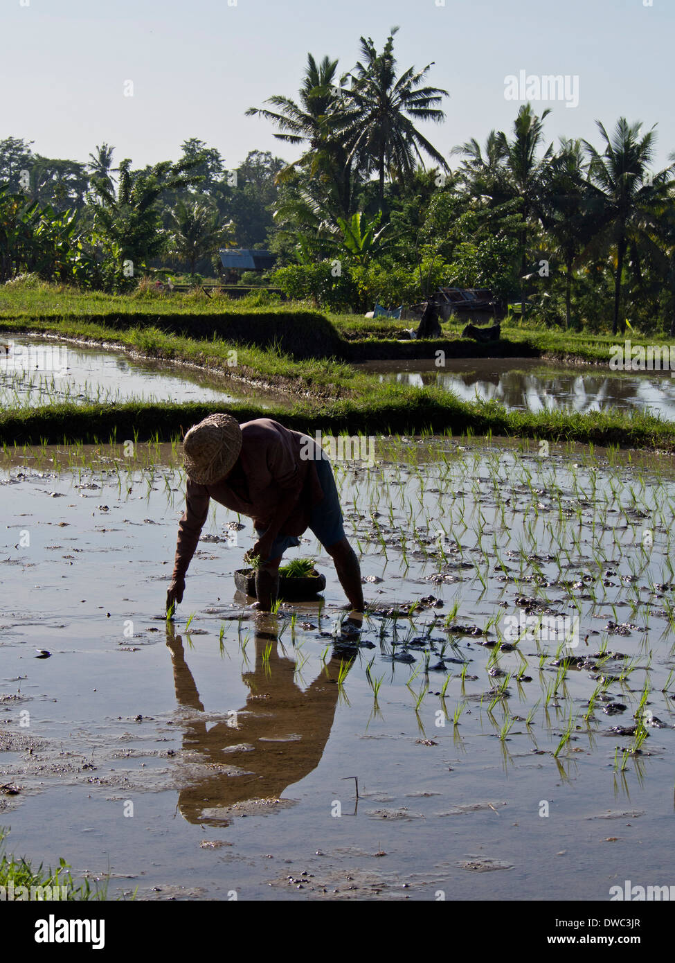 Rice farmer planting new crop in the highlands in Bali, Indonesia Stock ...
