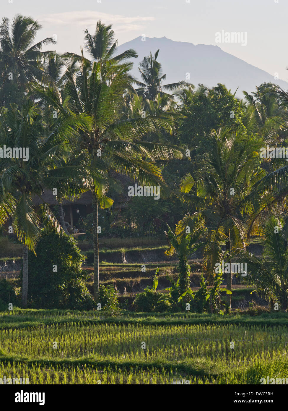 Rice paddy fields in the highlands in Bali, with Gunung Agung volcano ...