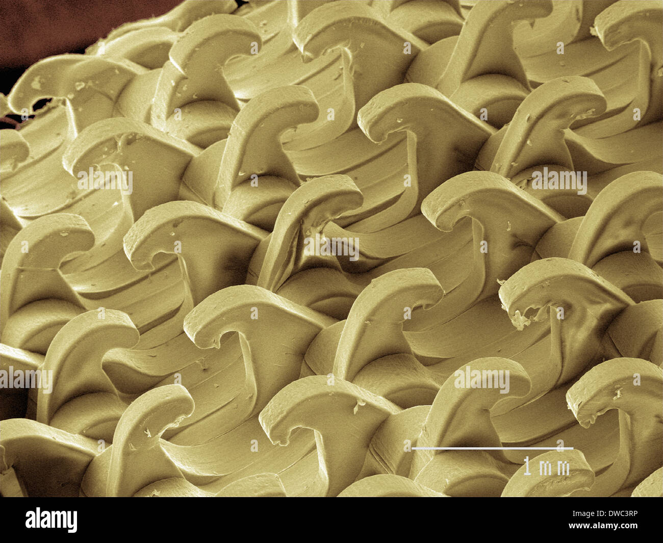 Velcro microscope hi-res stock photography and images - Alamy