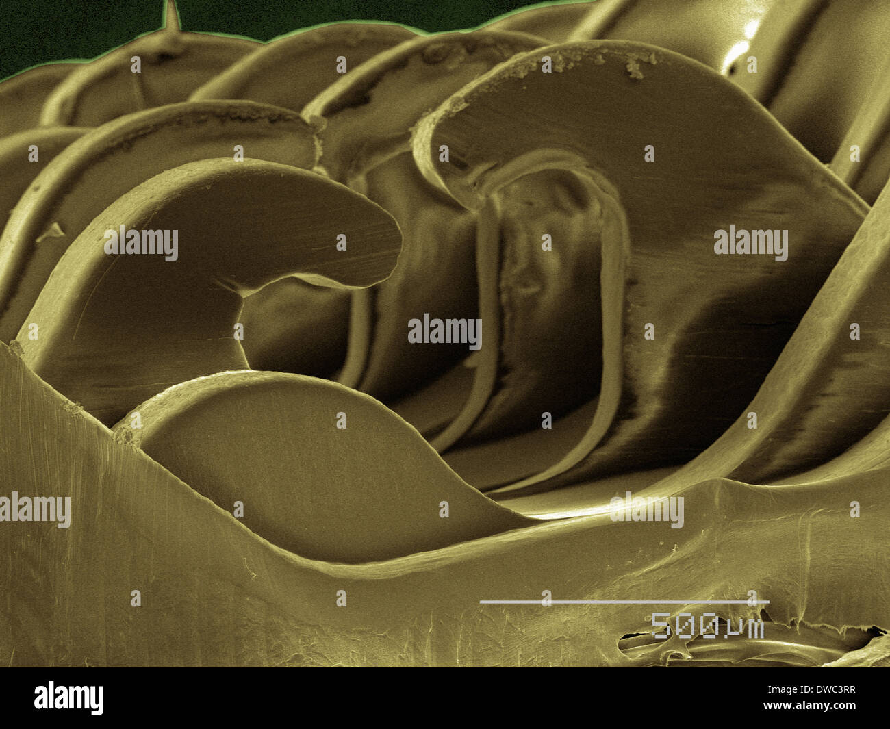 Velcro microscope hi-res stock photography and images - Alamy