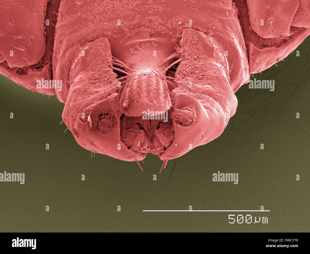 Coloured SEM of tick's mouthparts Stock Photo - Alamy