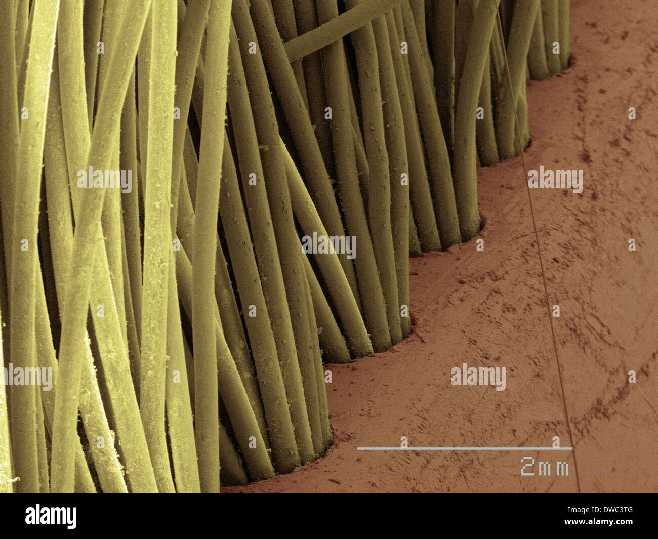 Sem coloured scanning electron microscope hi-res stock photography and ...