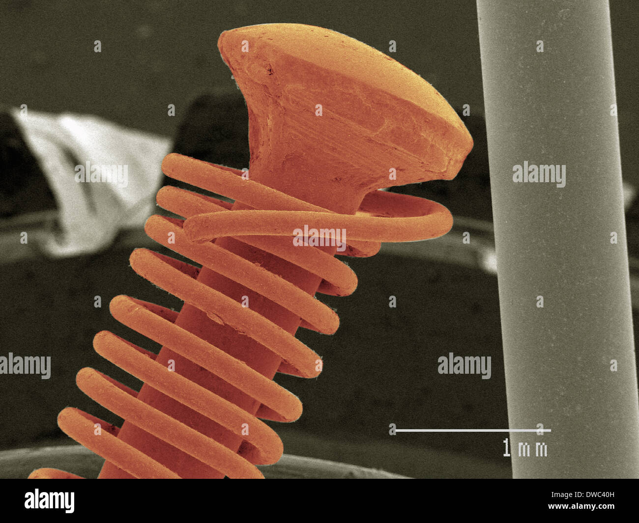 Sem coloured scanning electron microscope hi-res stock photography and ...