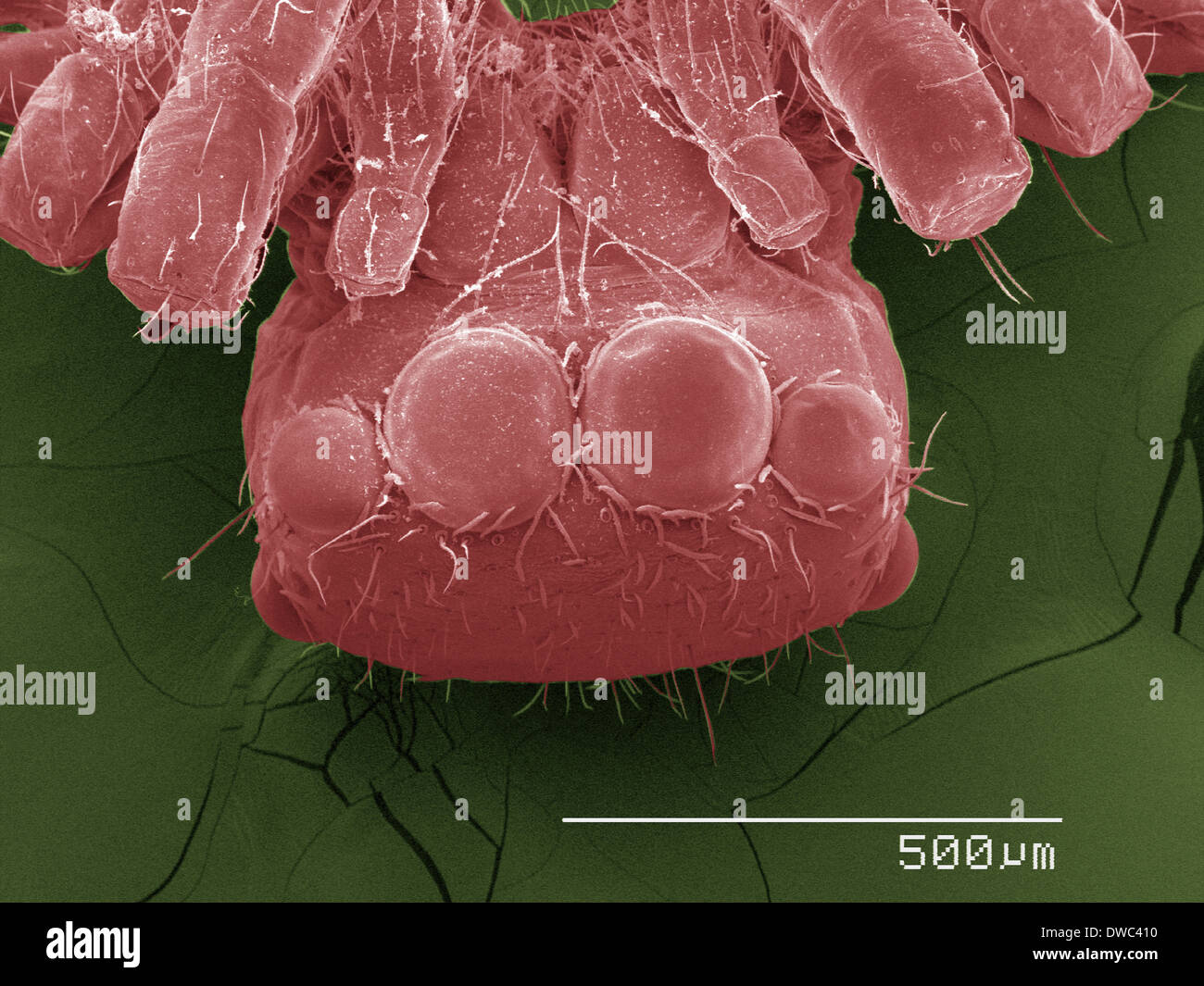 Coloured SEM of jumping spider Stock Photo - Alamy