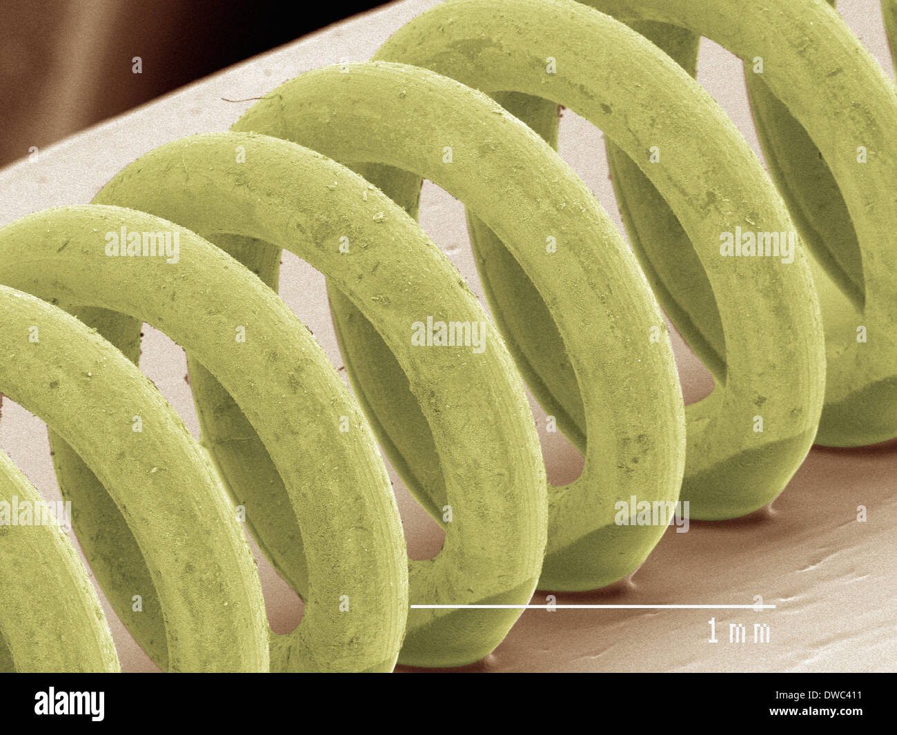 Coloured SEM of a spring Stock Photo - Alamy