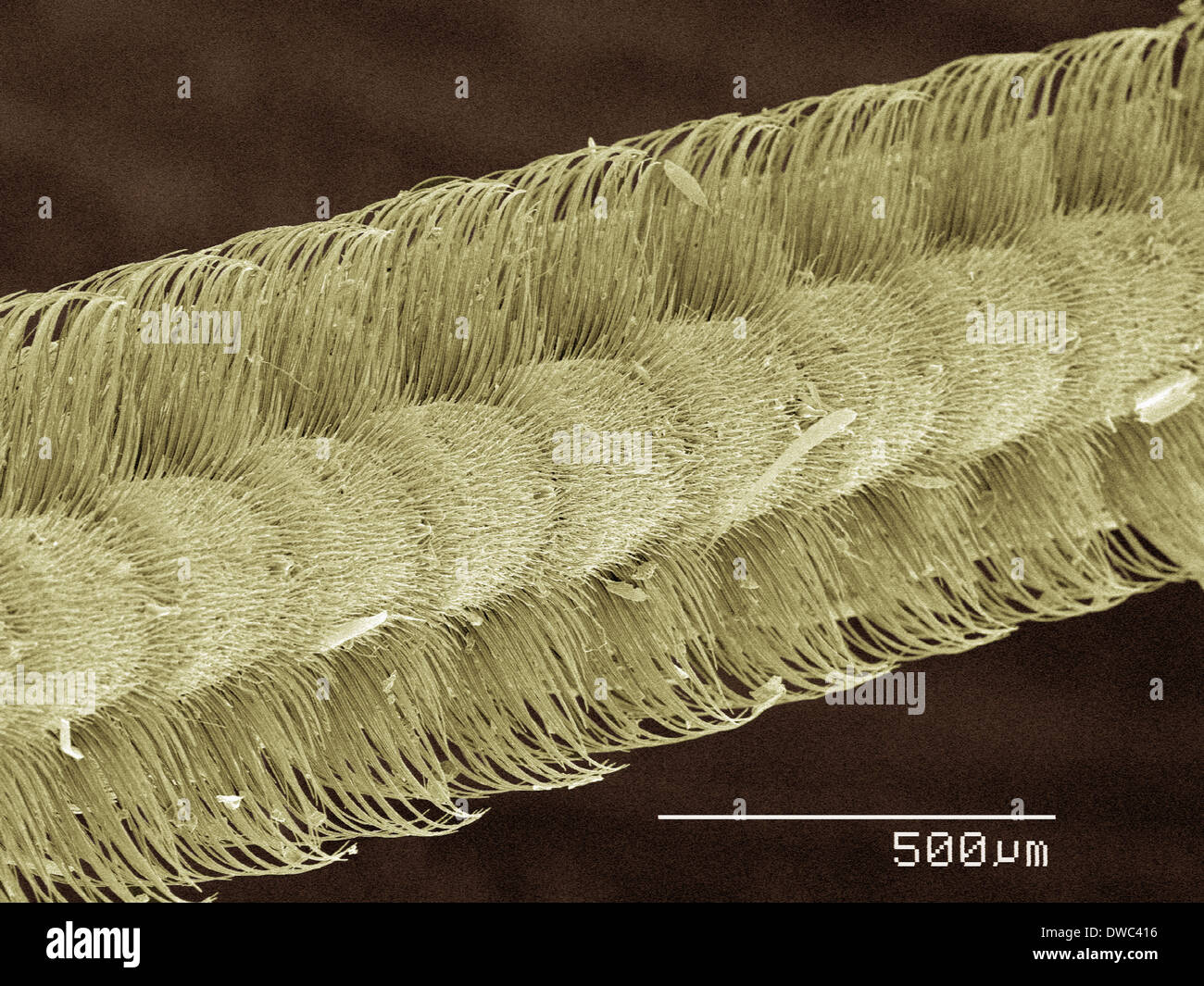 Coloured SEM of silk moth antenna Stock Photo - Alamy