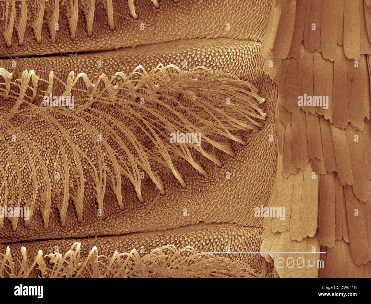 Coloured SEM of silk moth antenna Stock Photo - Alamy