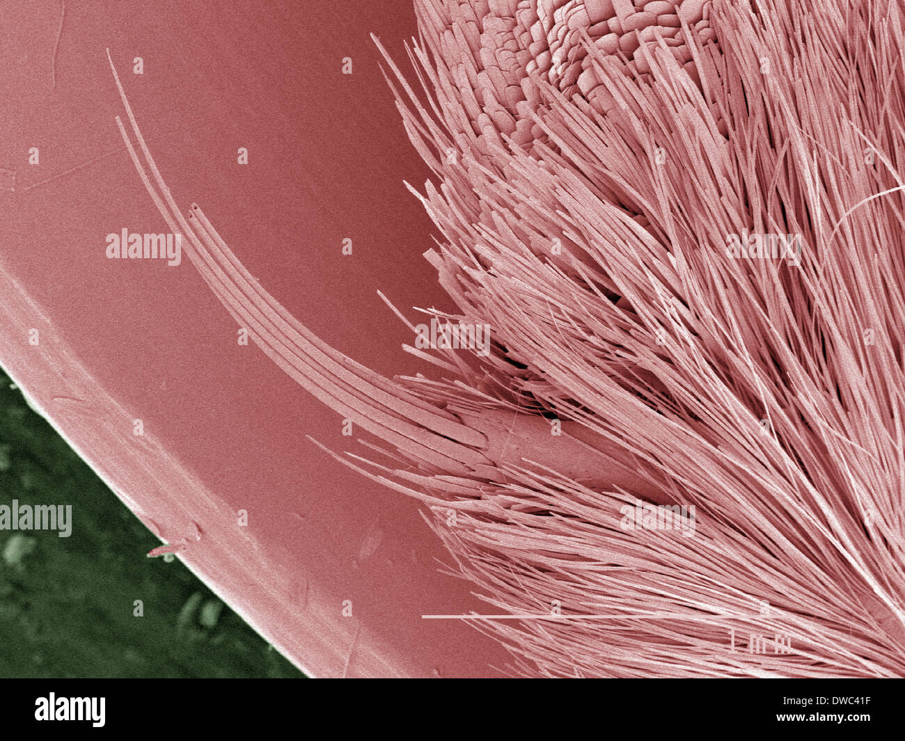 Coloured SEM of silk moth antenna Stock Photo - Alamy