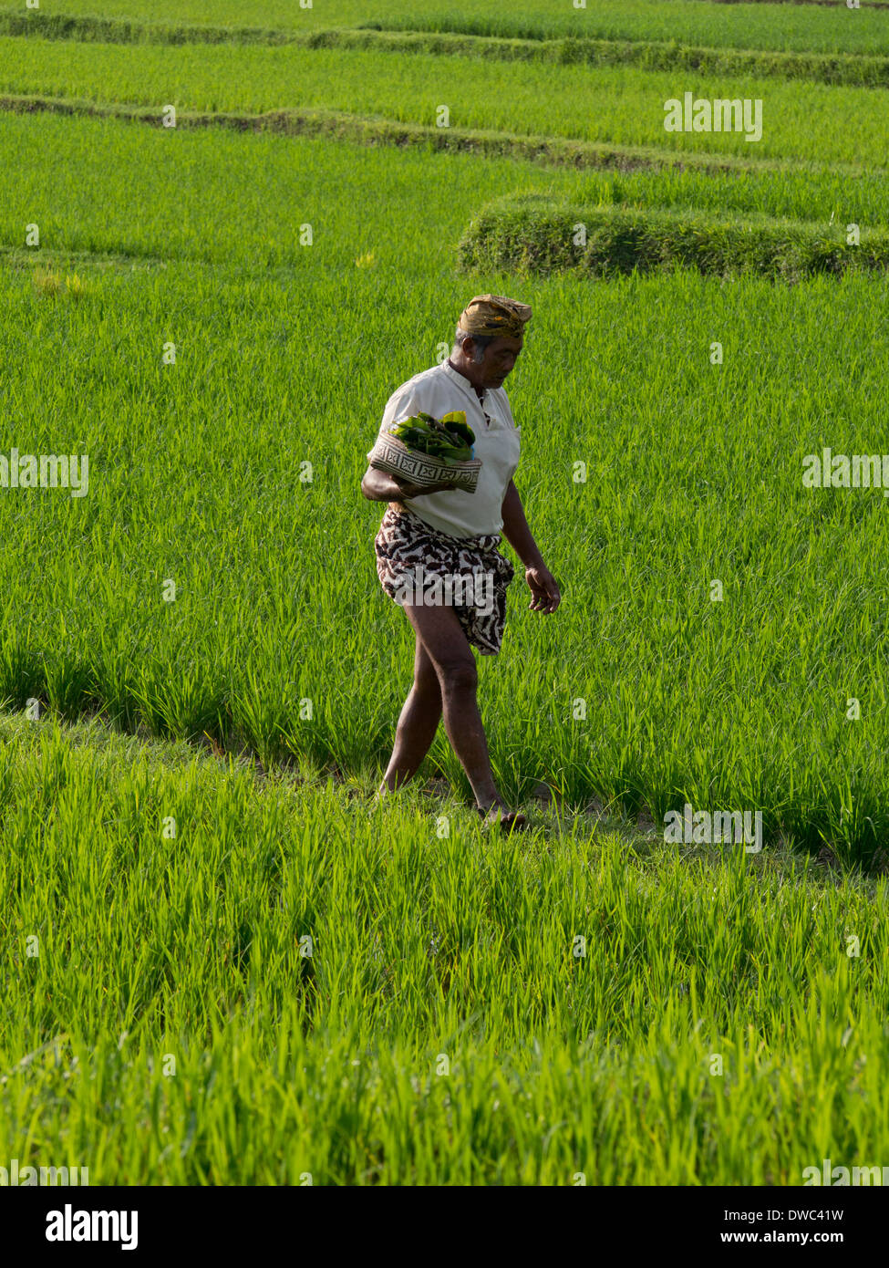 Rice farmer planting new crop in the highlands in Bali, Indonesia Stock ...