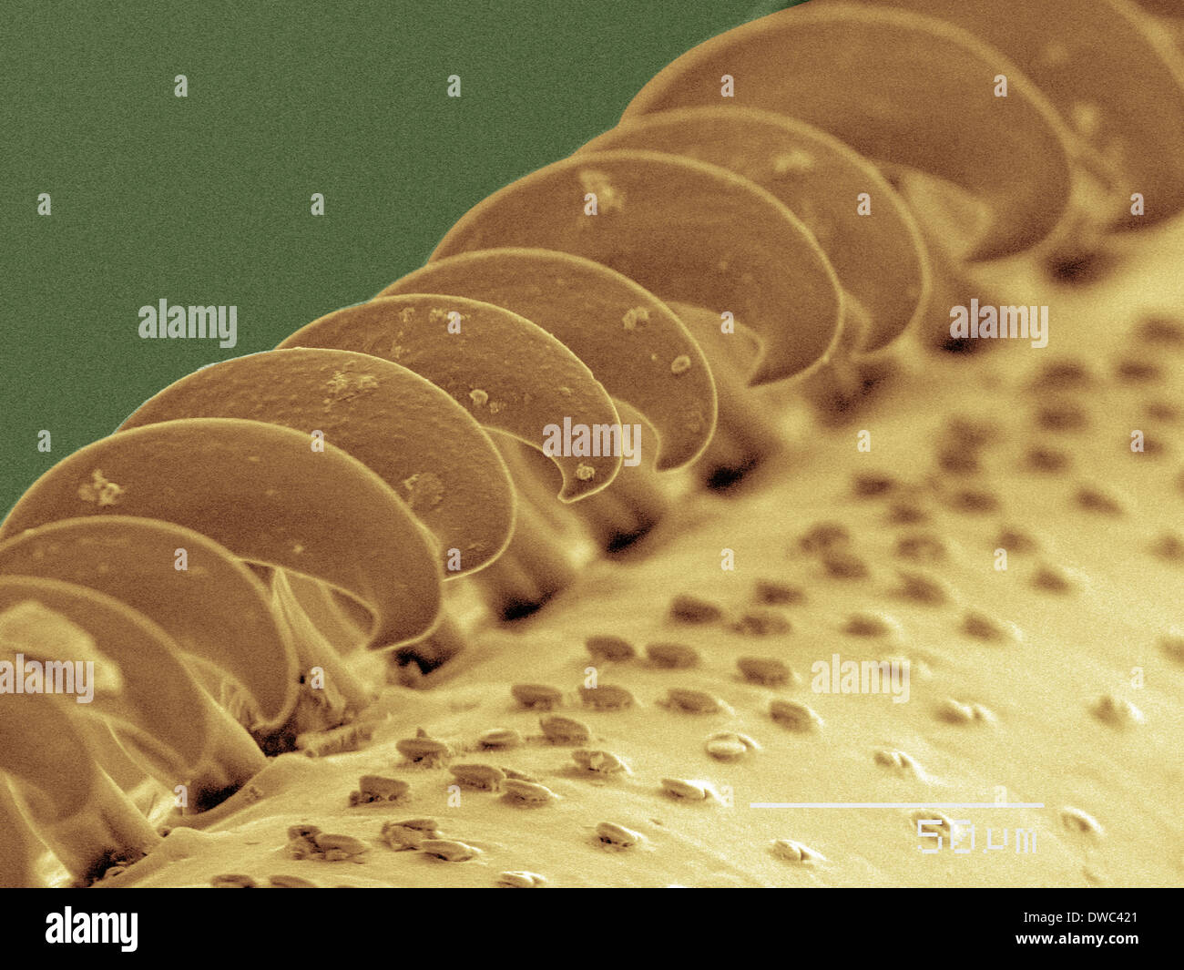 Coloured SEM of wasp wing Stock Photo - Alamy