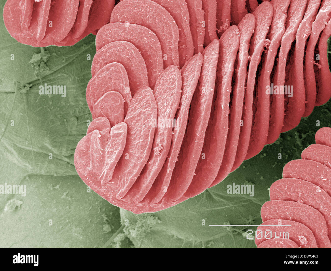 Animal gills hi-res stock photography and images - Alamy