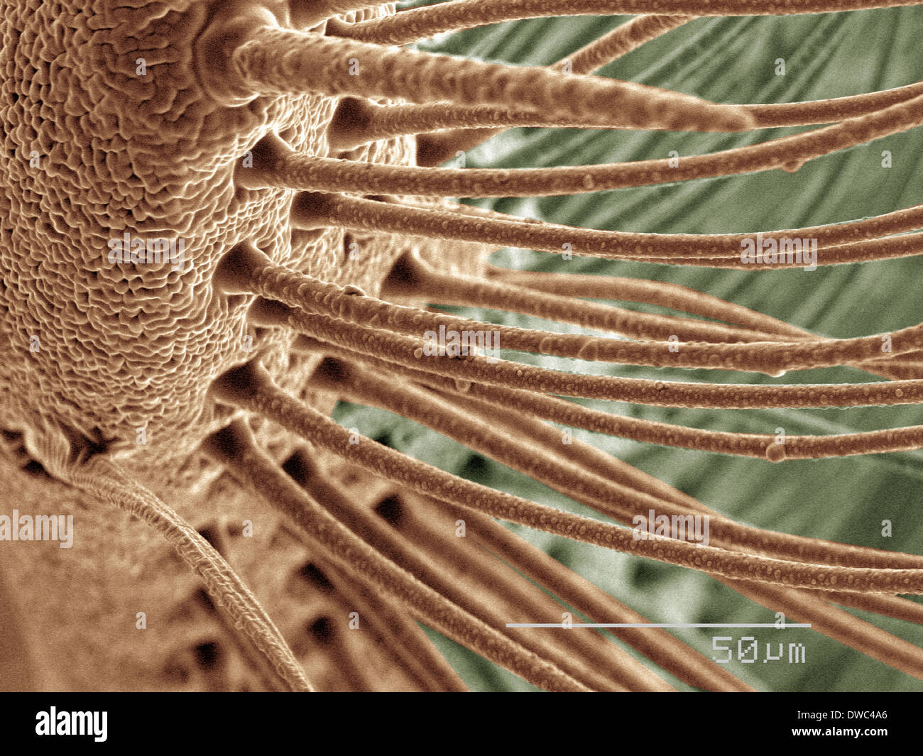 Moth antennae hi-res stock photography and images - Alamy