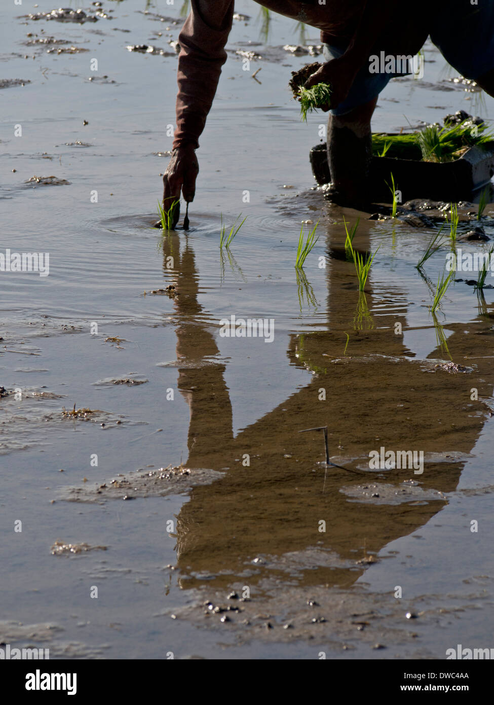 Rice farmer planting new crop in the highlands in Bali, Indonesia Stock ...