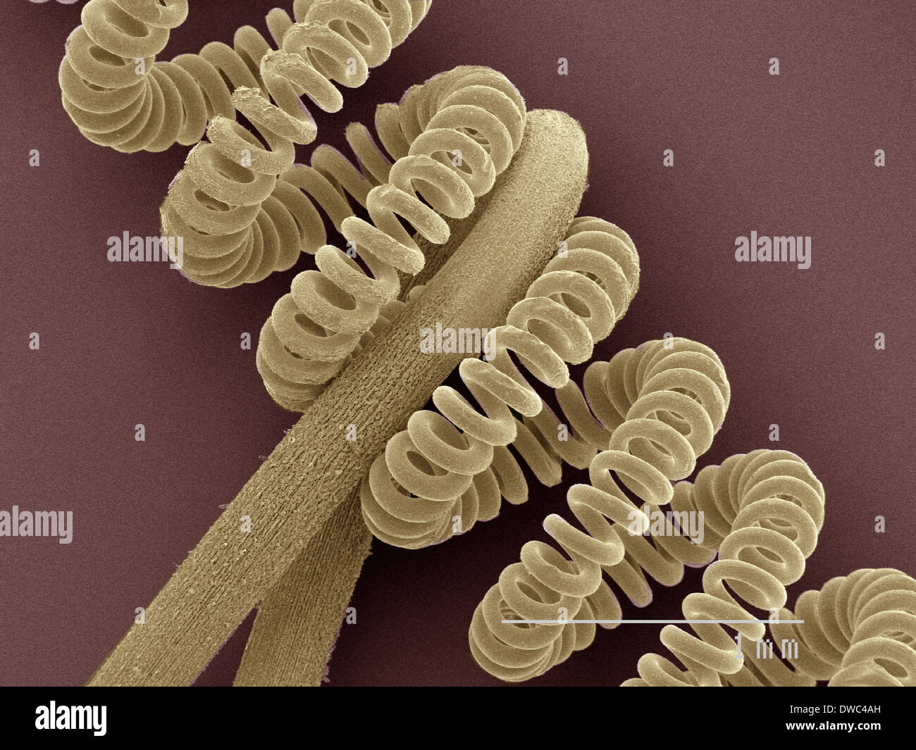 Coloured SEM of projector bulb filament Stock Photo - Alamy