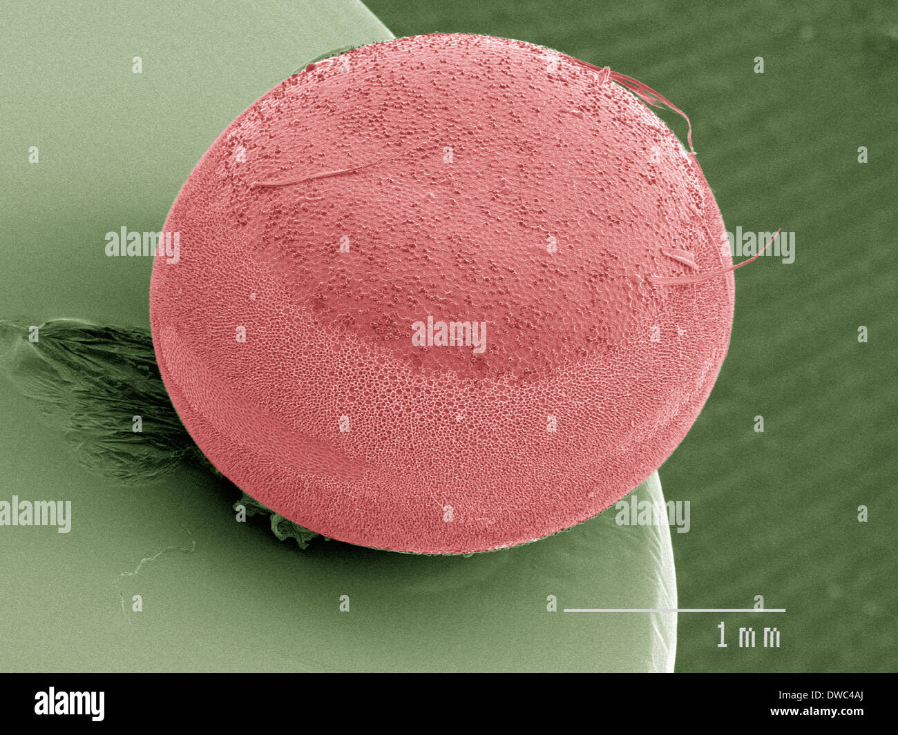 Microscopic view moth close up hi-res stock photography and images - Alamy