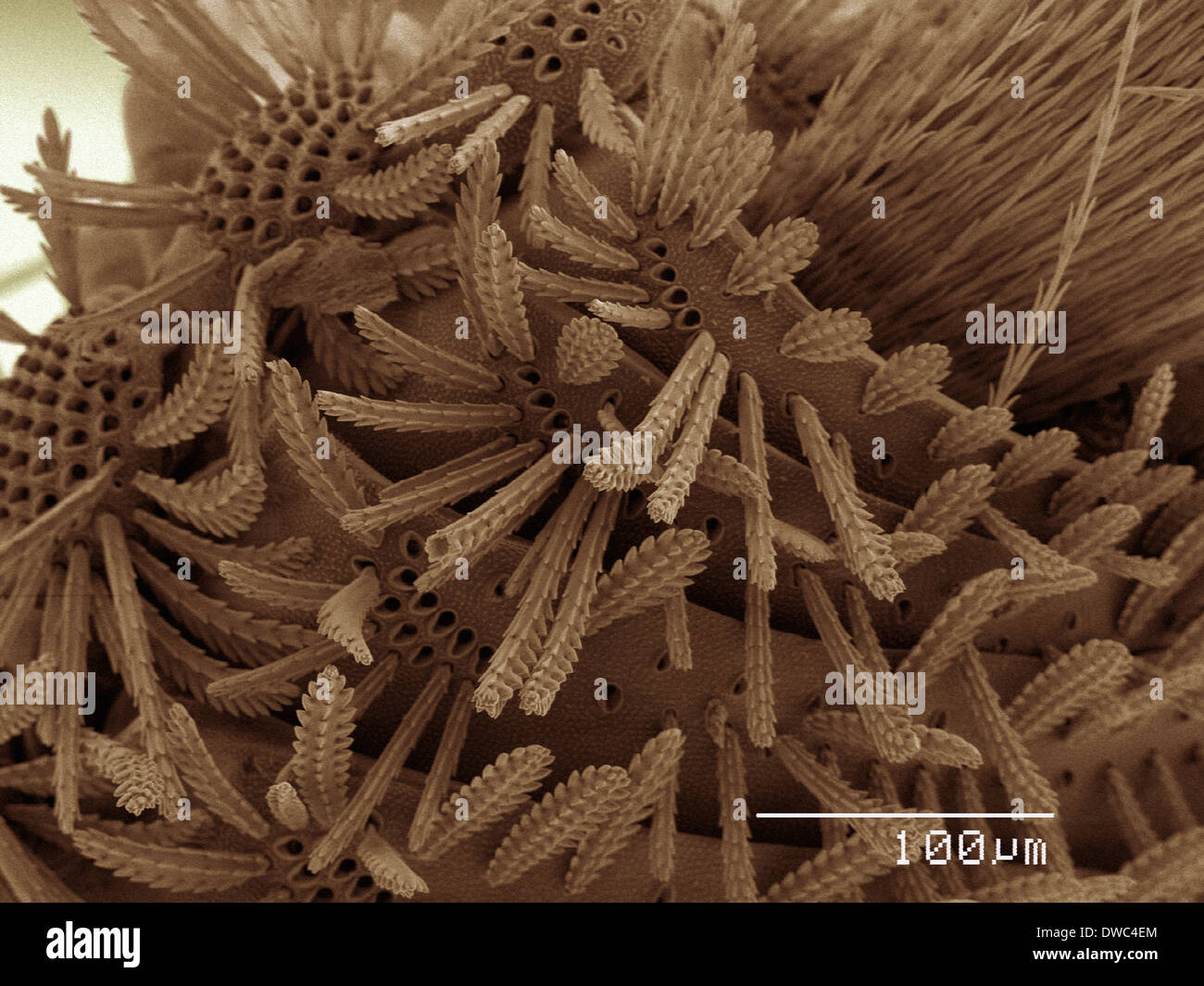 Millipede hi-res stock photography and images - Alamy