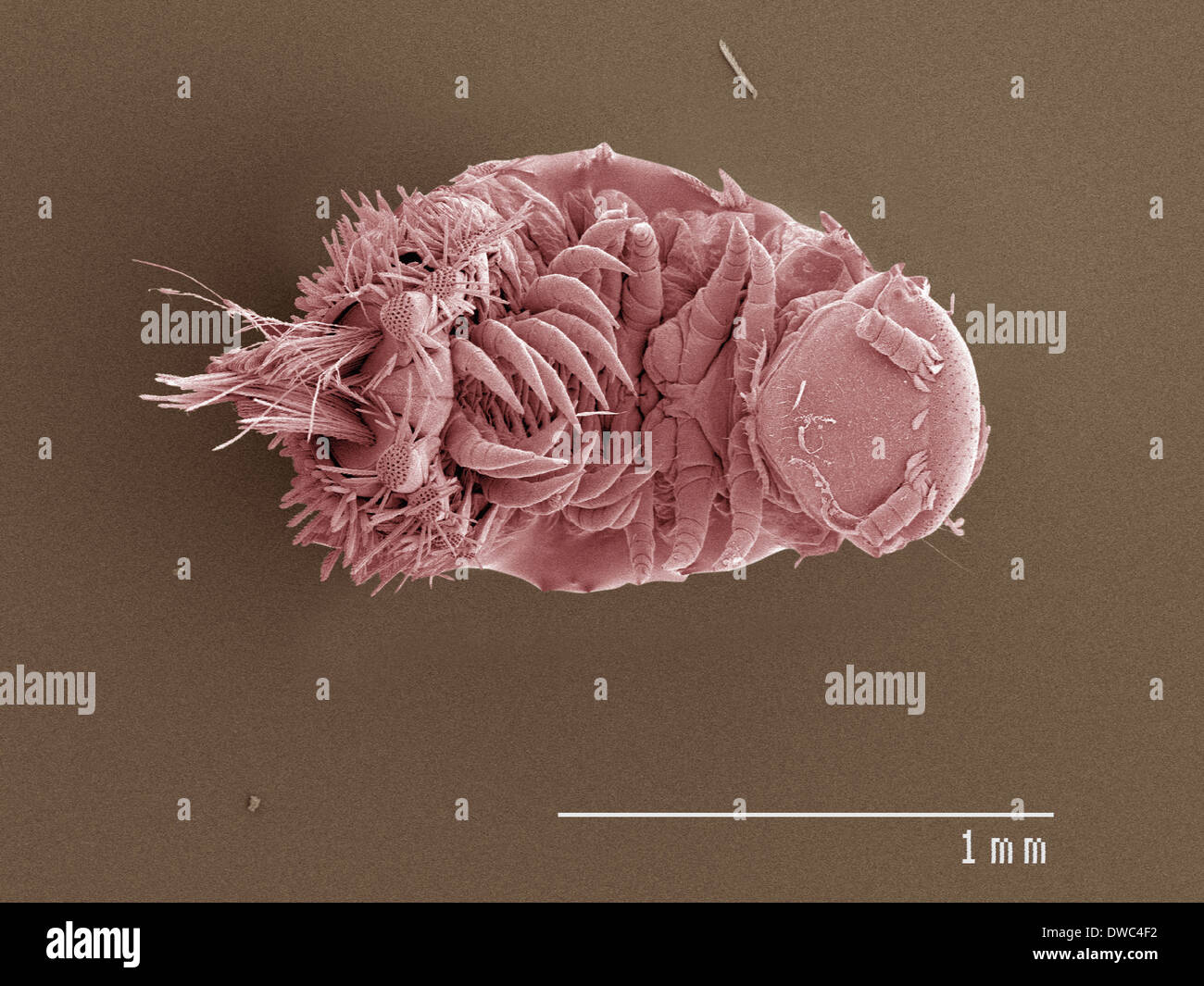 Millipede for scale hi-res stock photography and images - Alamy