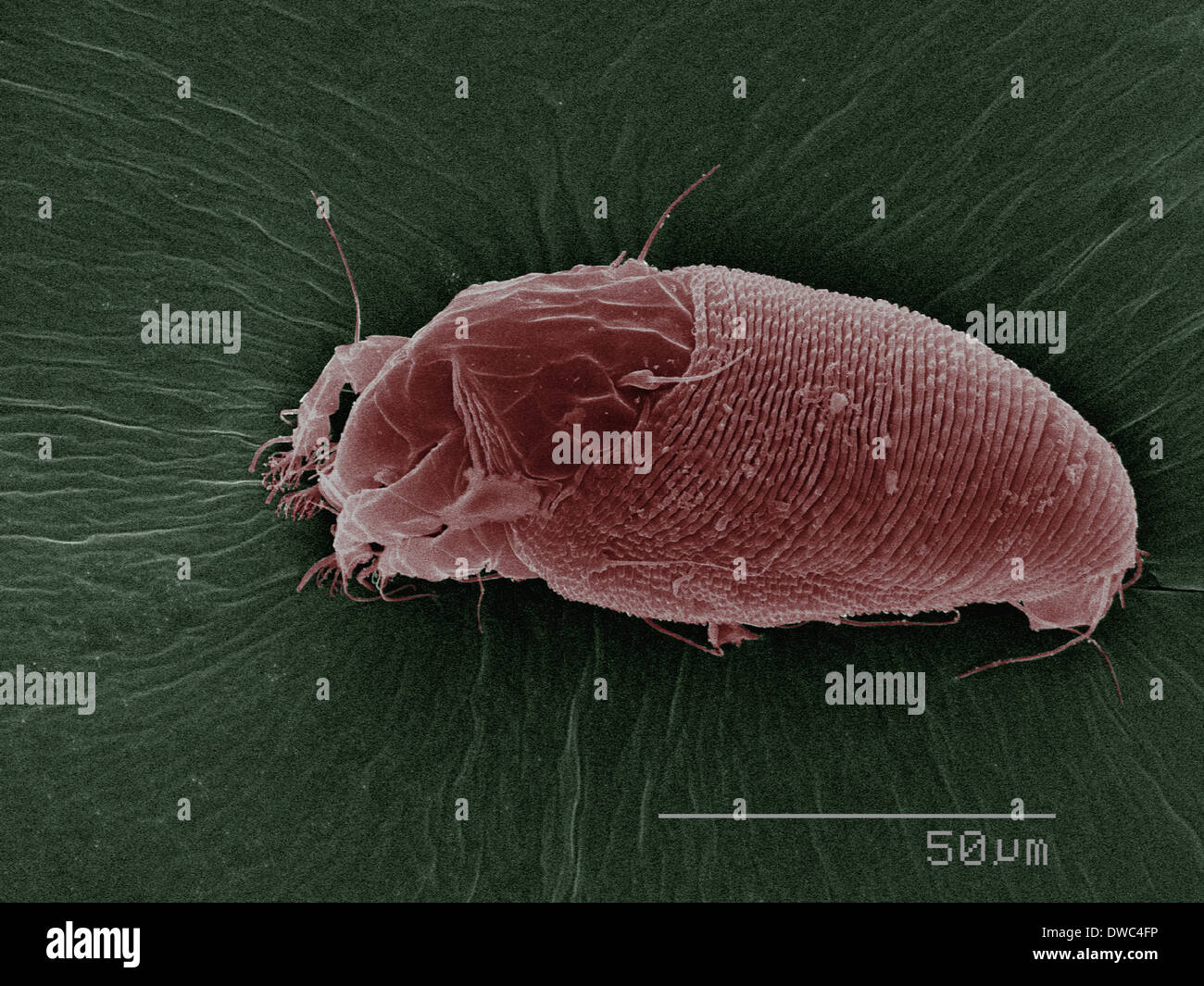Eriophyid mites hi-res stock photography and images - Alamy