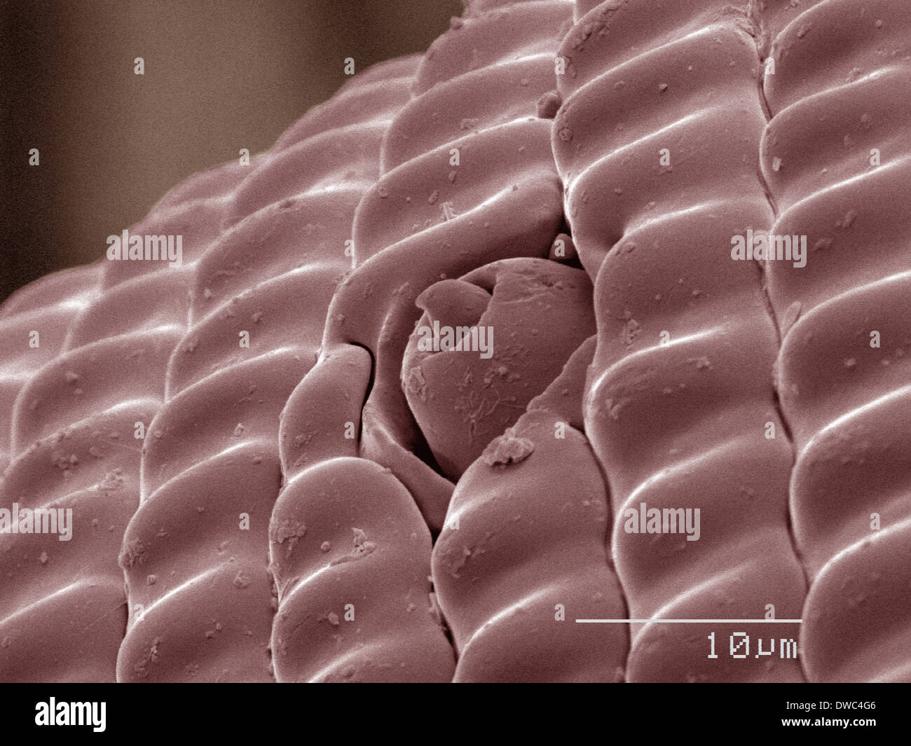 Scanning electron microscope image butterfly hi-res stock photography ...