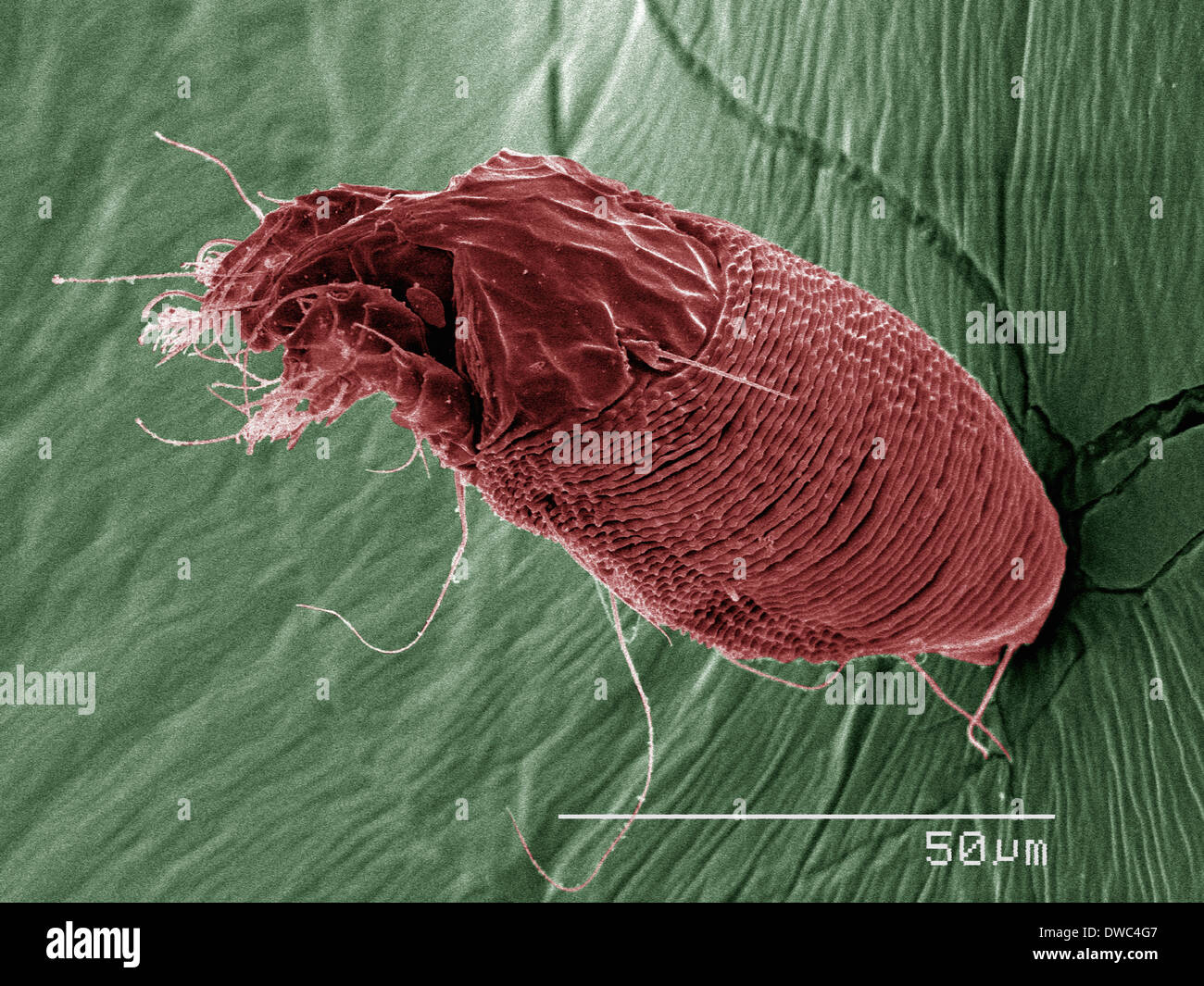 Coloured SEM of eriophyid Stock Photo - Alamy