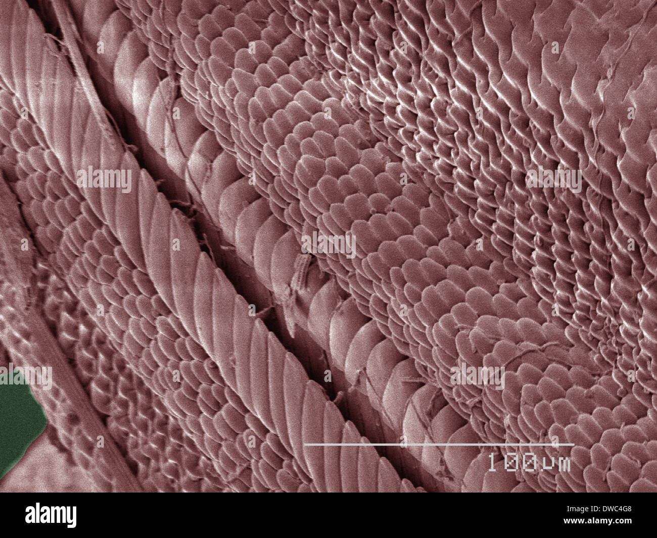Scanning electron microscope image butterfly hi-res stock photography ...
