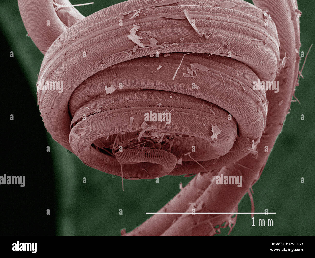 Scanning electron microscope image butterfly hi-res stock photography ...