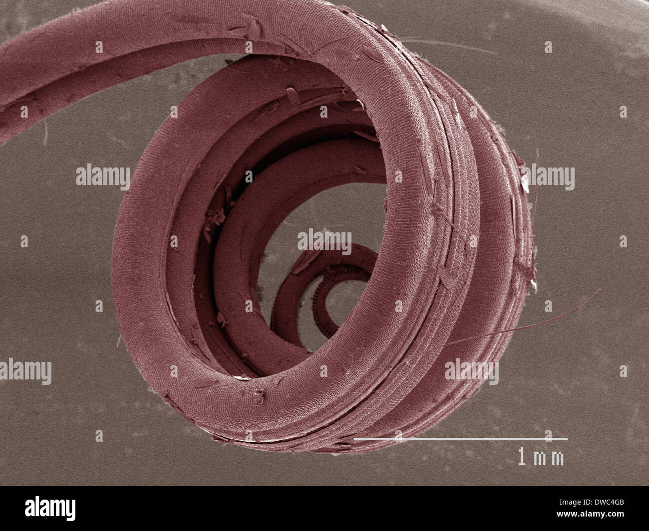 Scanning electron microscope image butterfly hi-res stock photography ...