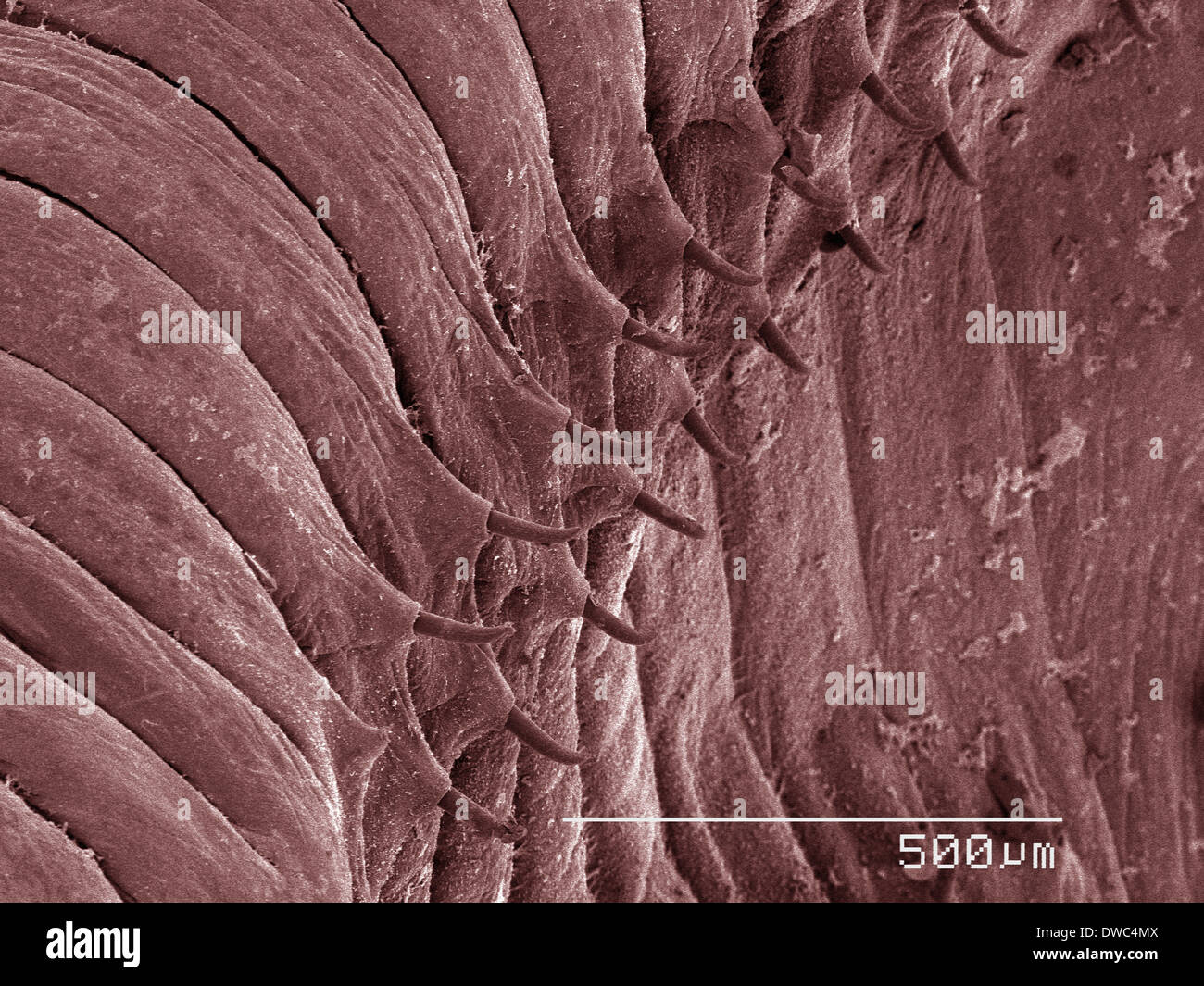 Anatomy of the earthworm hi-res stock photography and images - Alamy
