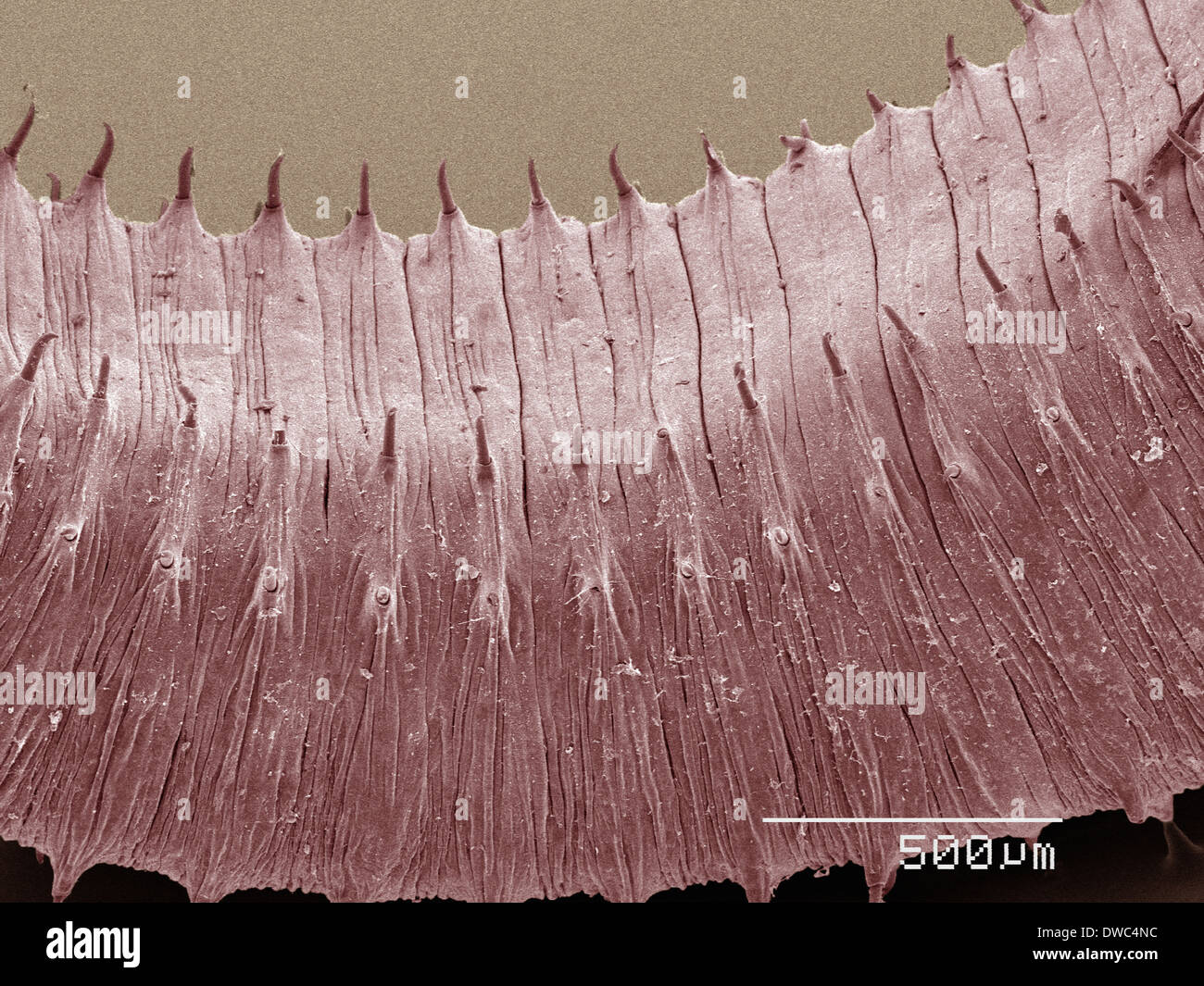 Earthworm Under Microscope