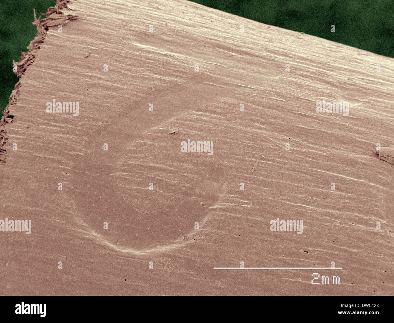 Pencil microscope hi-res stock photography and images - Alamy