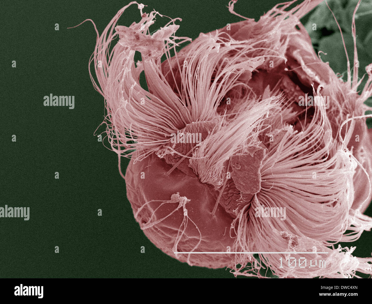 Coloured SEM of Stock Photo - Alamy